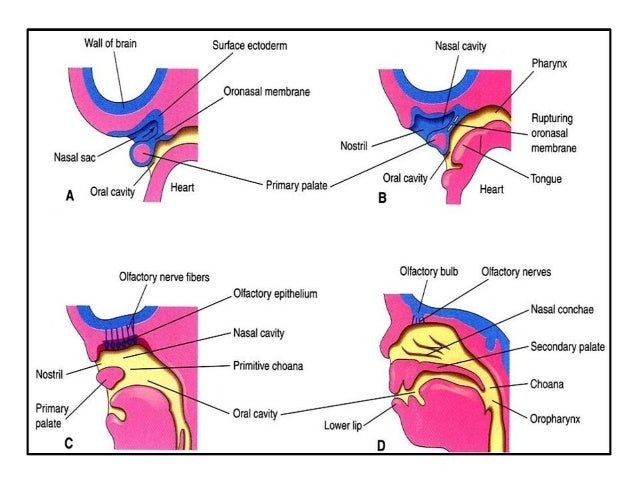 palate formation - amjad al.bleahid