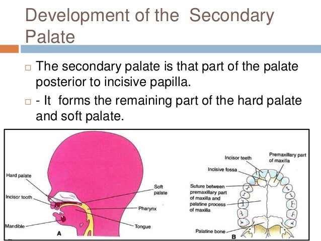 palate formation - amjad al.bleahid