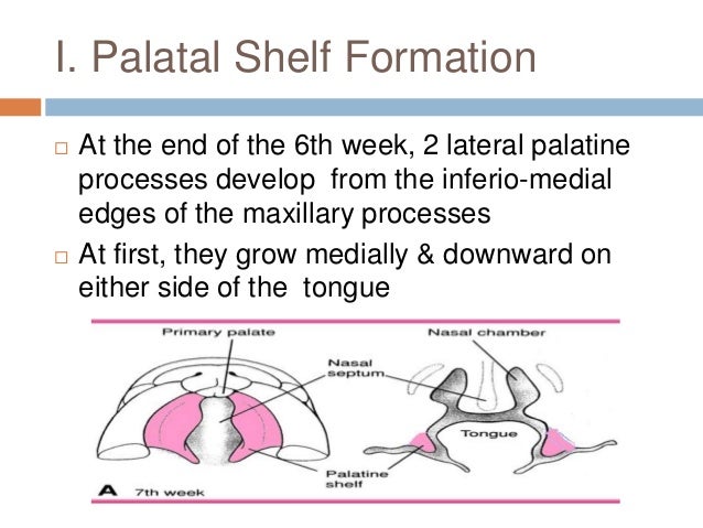 palate formation - amjad al.bleahid