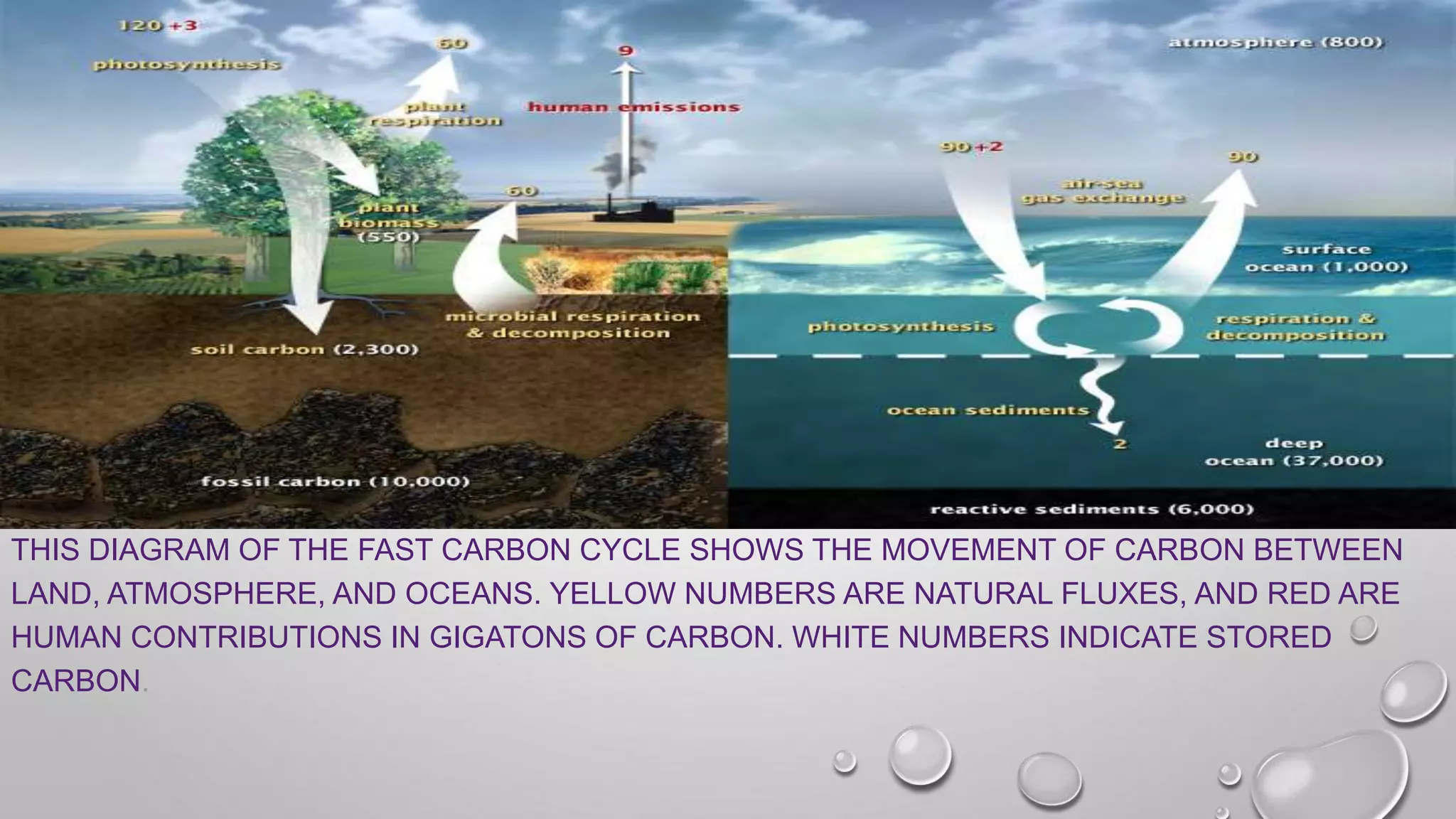 THE ROLE OF MICRO-ORGANISMS IN CARBON CYCLE | PPTX