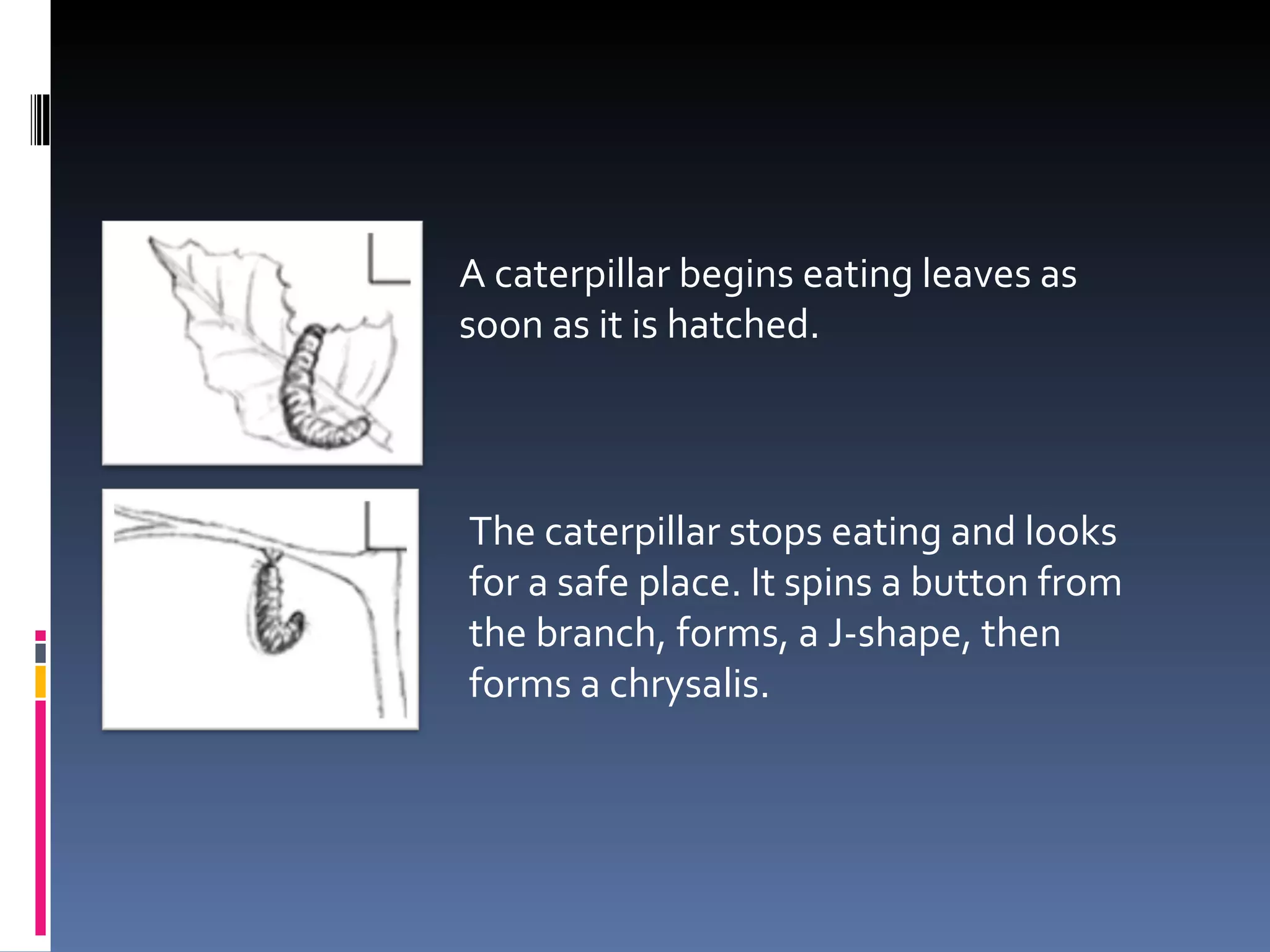 Describing A Cycle | PPT