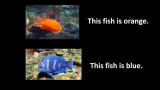 Describing animals | PPTX
