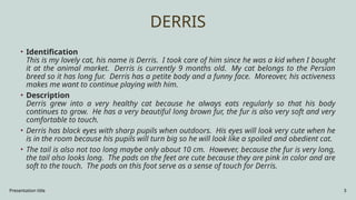 Describing Animals-Bahasa Inggris Kelas 7.pptx