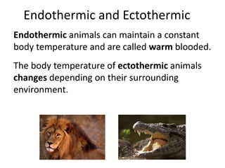 Endothermic Examples Animals