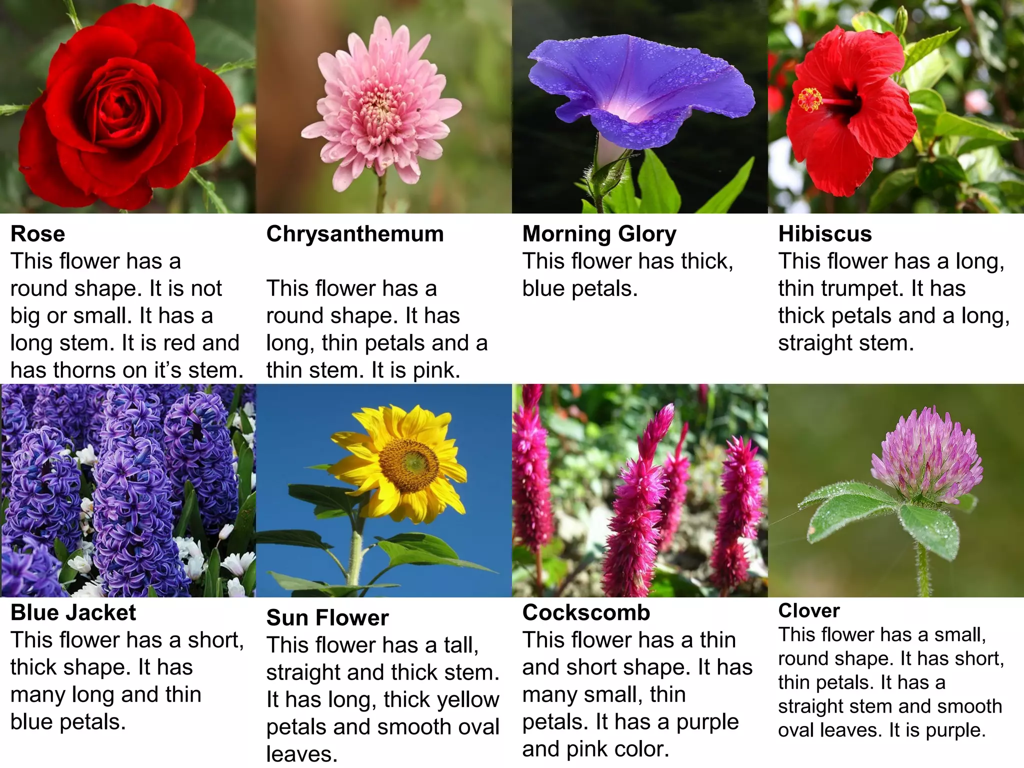 Describing flowers | PPT