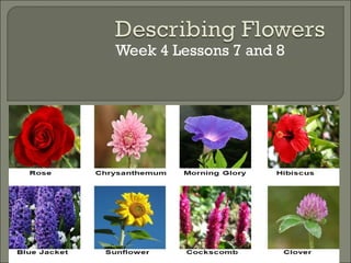 Describing flowers | PPT