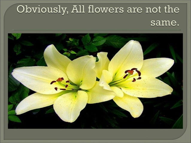 Describing flowers | PPT