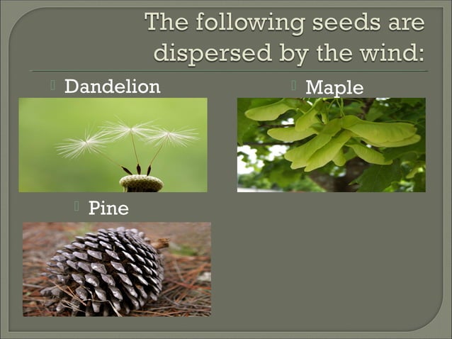 Describing flowers | PPT