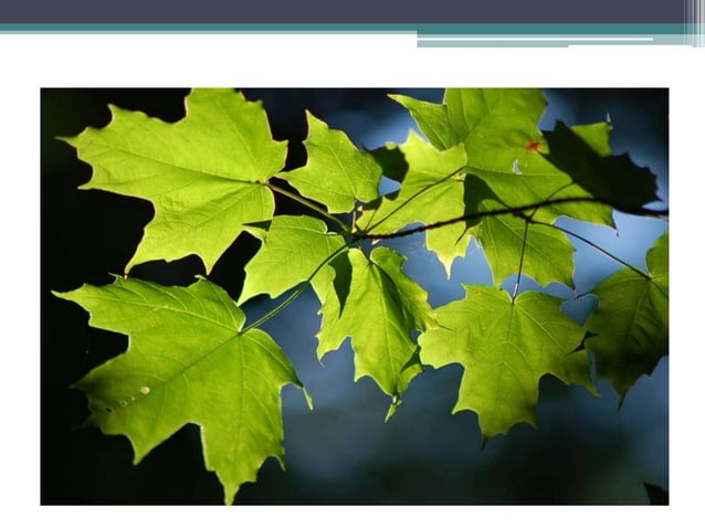 Describing leaves | PPTX