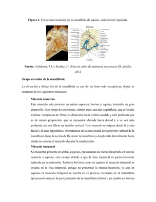 Descripción anatómica de los músculos de la cabeza de equino y bovino ...