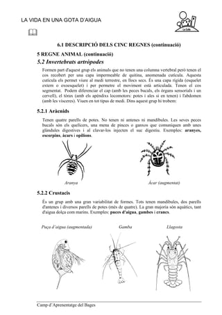 5 regnes | PDF