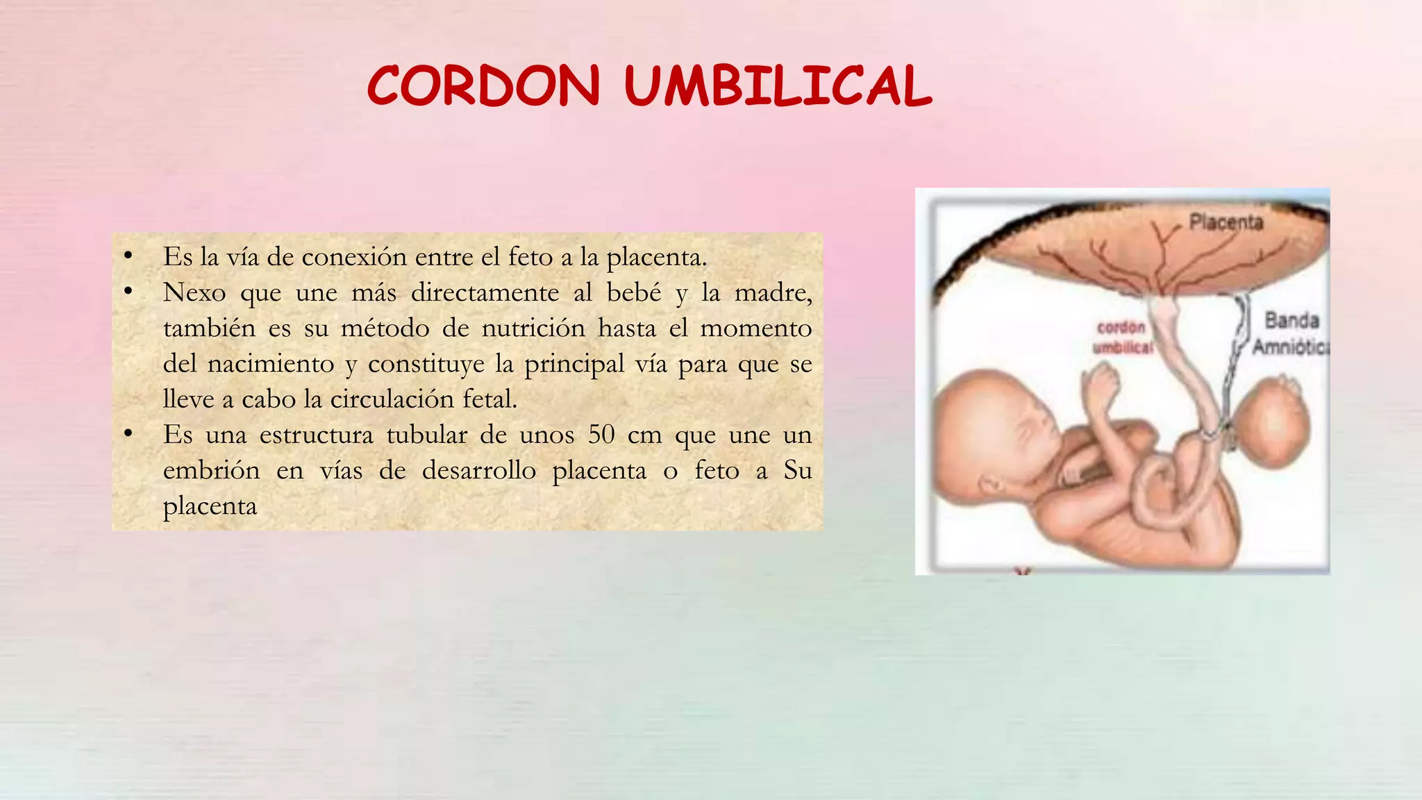 DESCRIPCION DE LA PLACENTA PPT.pptx