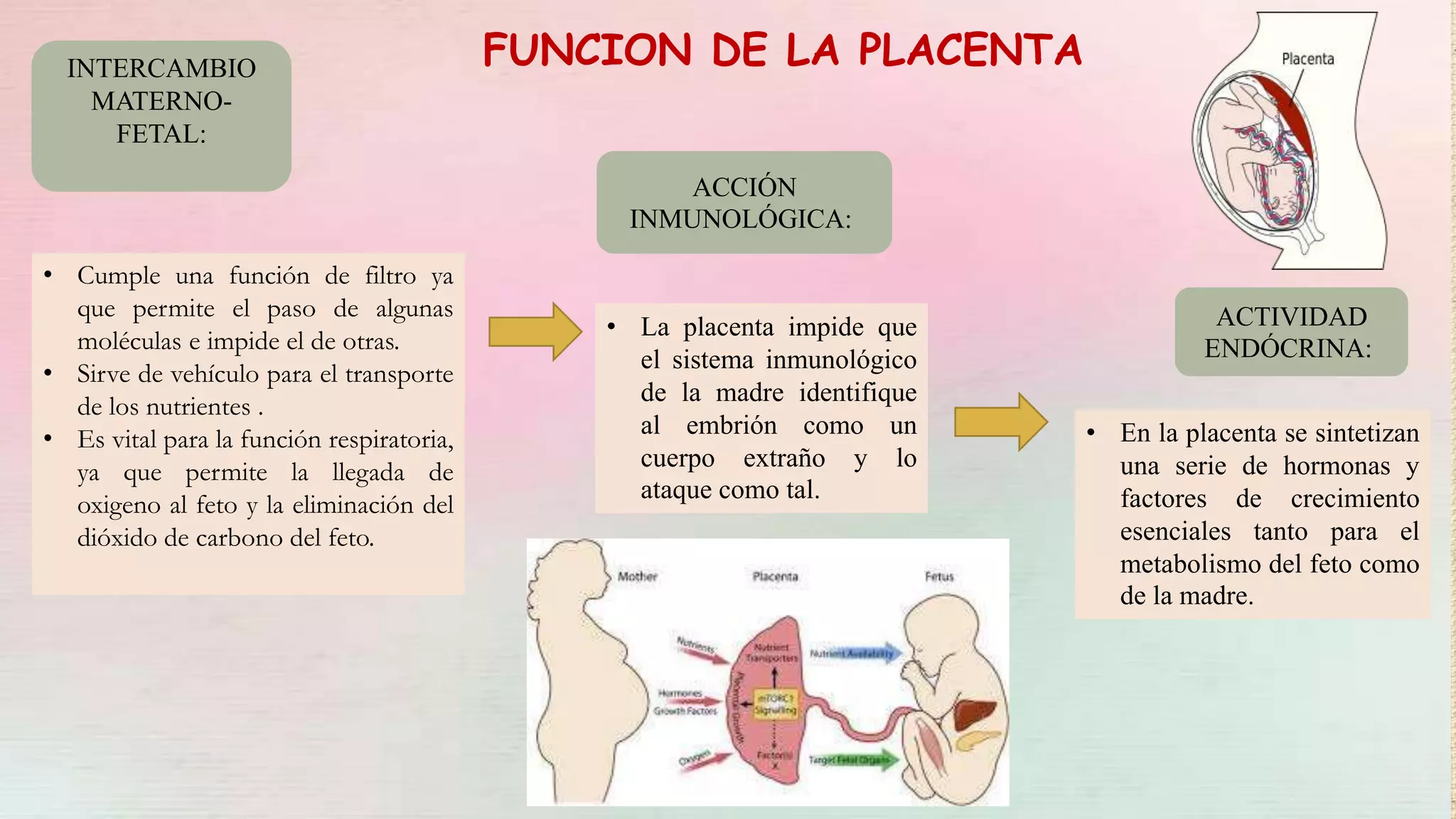 DESCRIPCION DE LA PLACENTA PPT.pptx