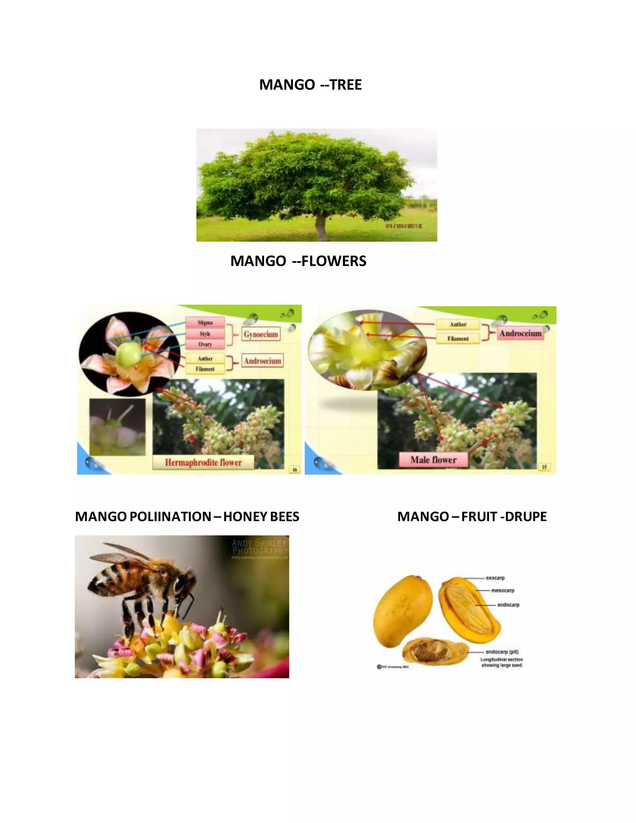 Description and identification of fruit crops | DOCX | Gardening | Home ...