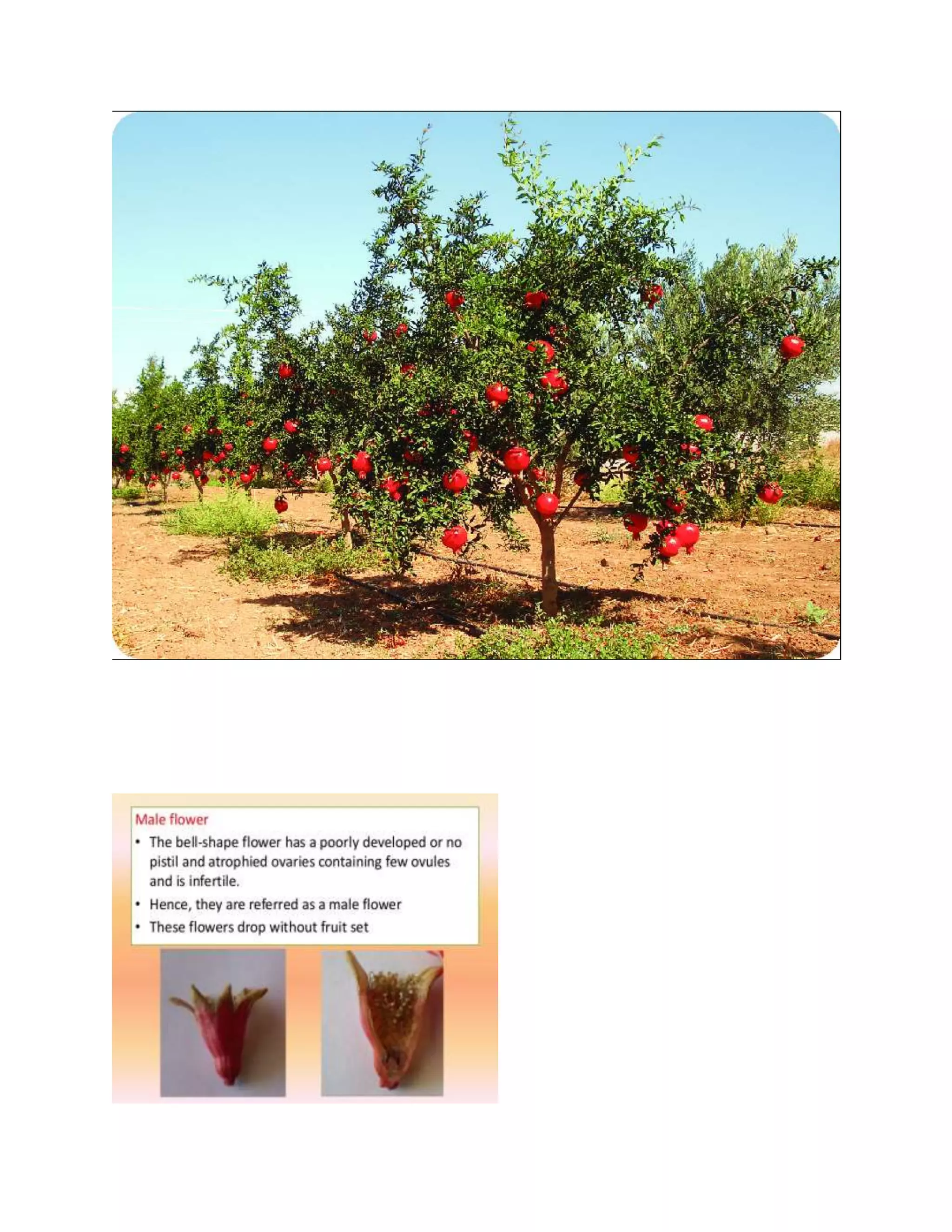 Description and identification of fruit crops | DOCX | Gardening | Home ...