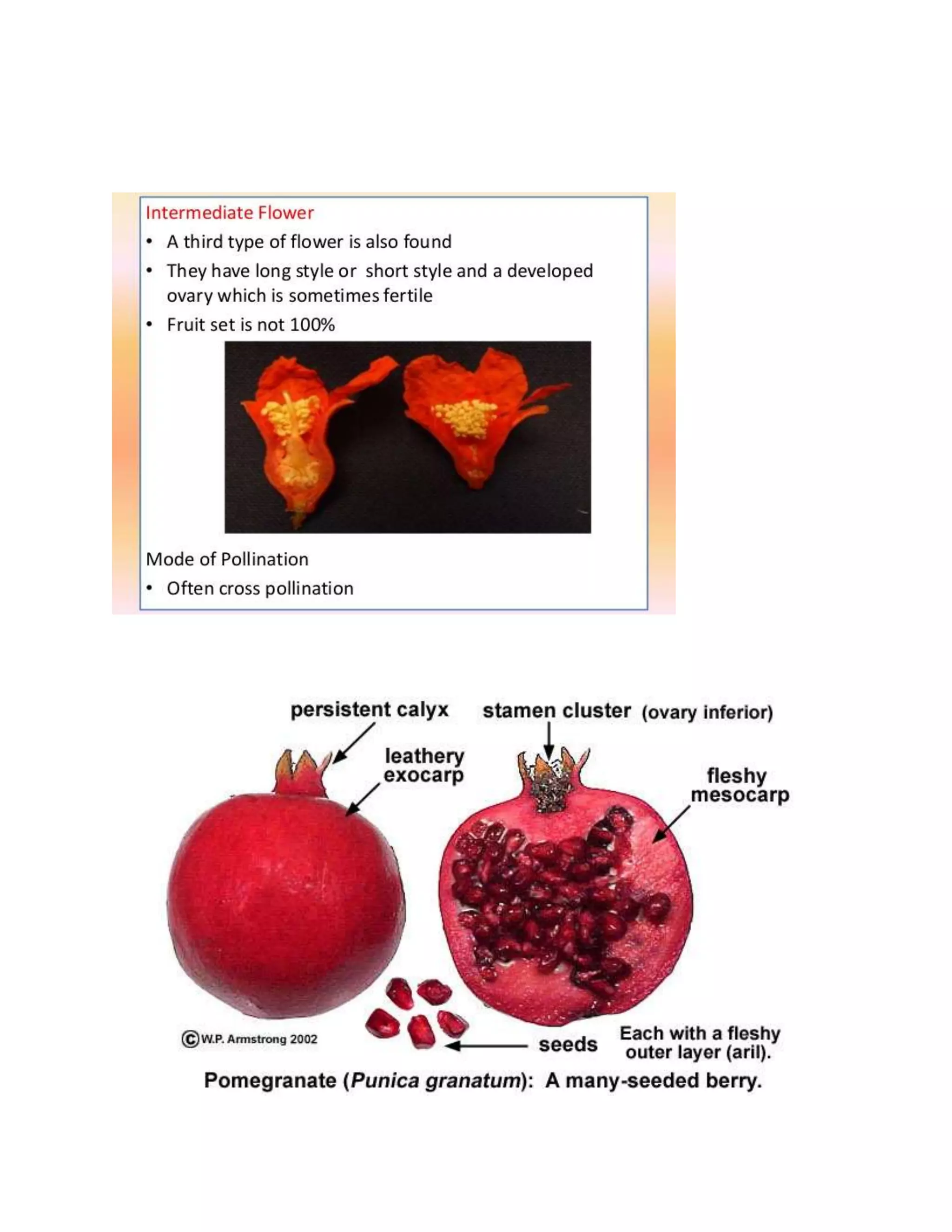 Description and identification of fruit crops | DOCX | Gardening | Home ...