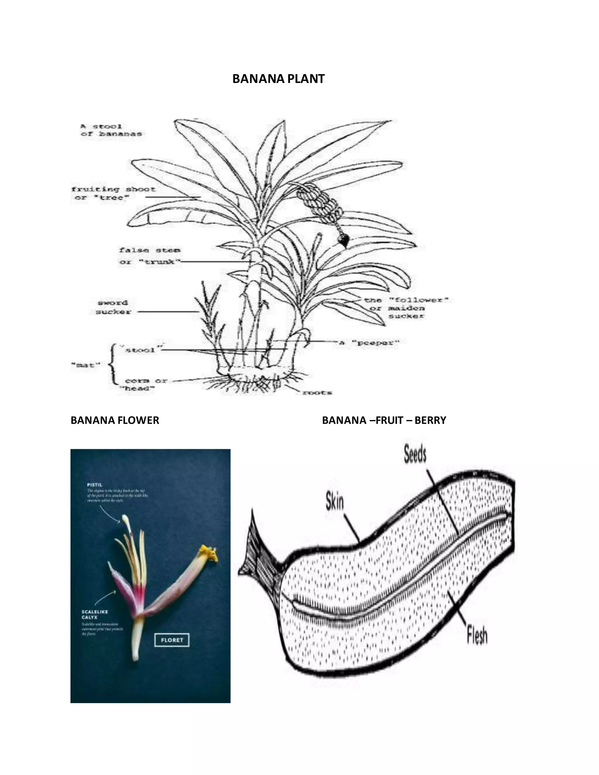 Description and identification of fruit crops | DOCX | Gardening | Home ...