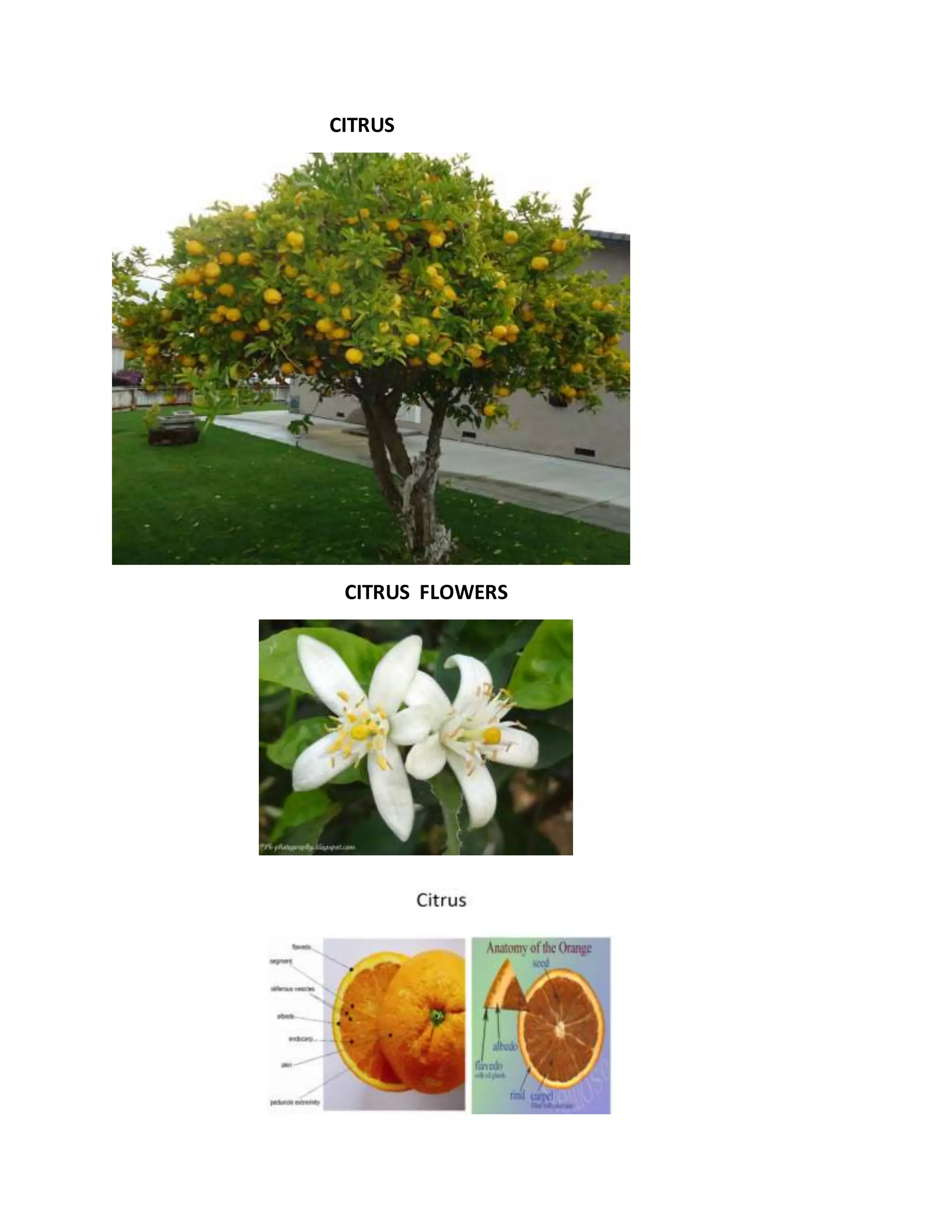 Description and identification of fruit crops | PDF