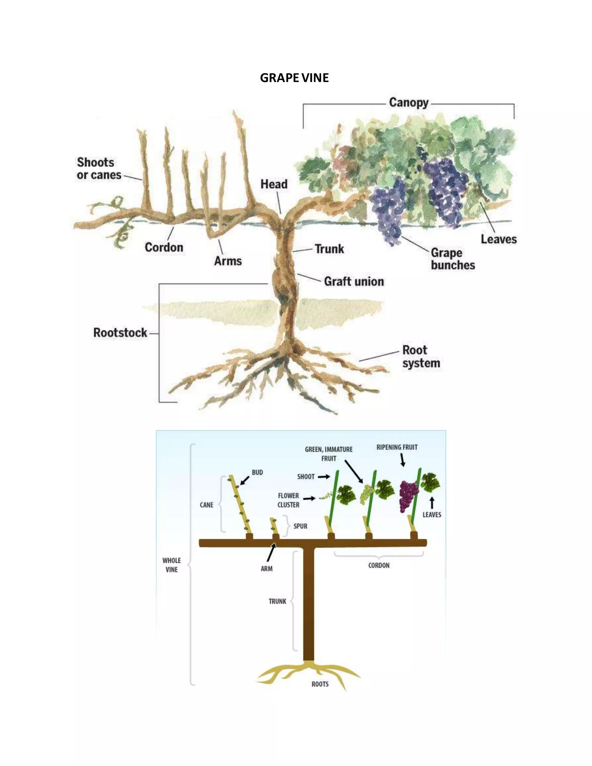 Description and identification of fruit crops | DOCX | Gardening | Home ...