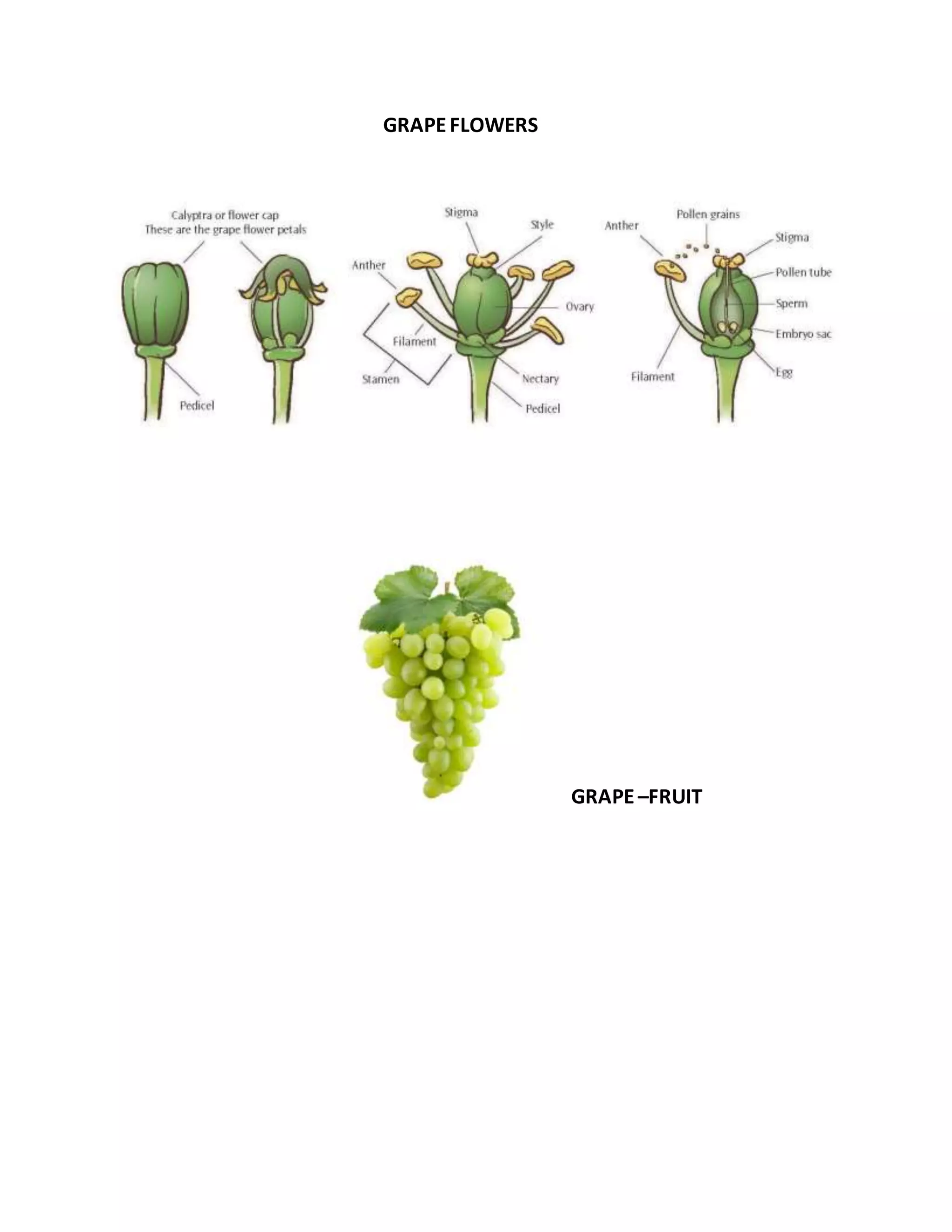 Description and identification of fruit crops | DOCX | Gardening | Home ...