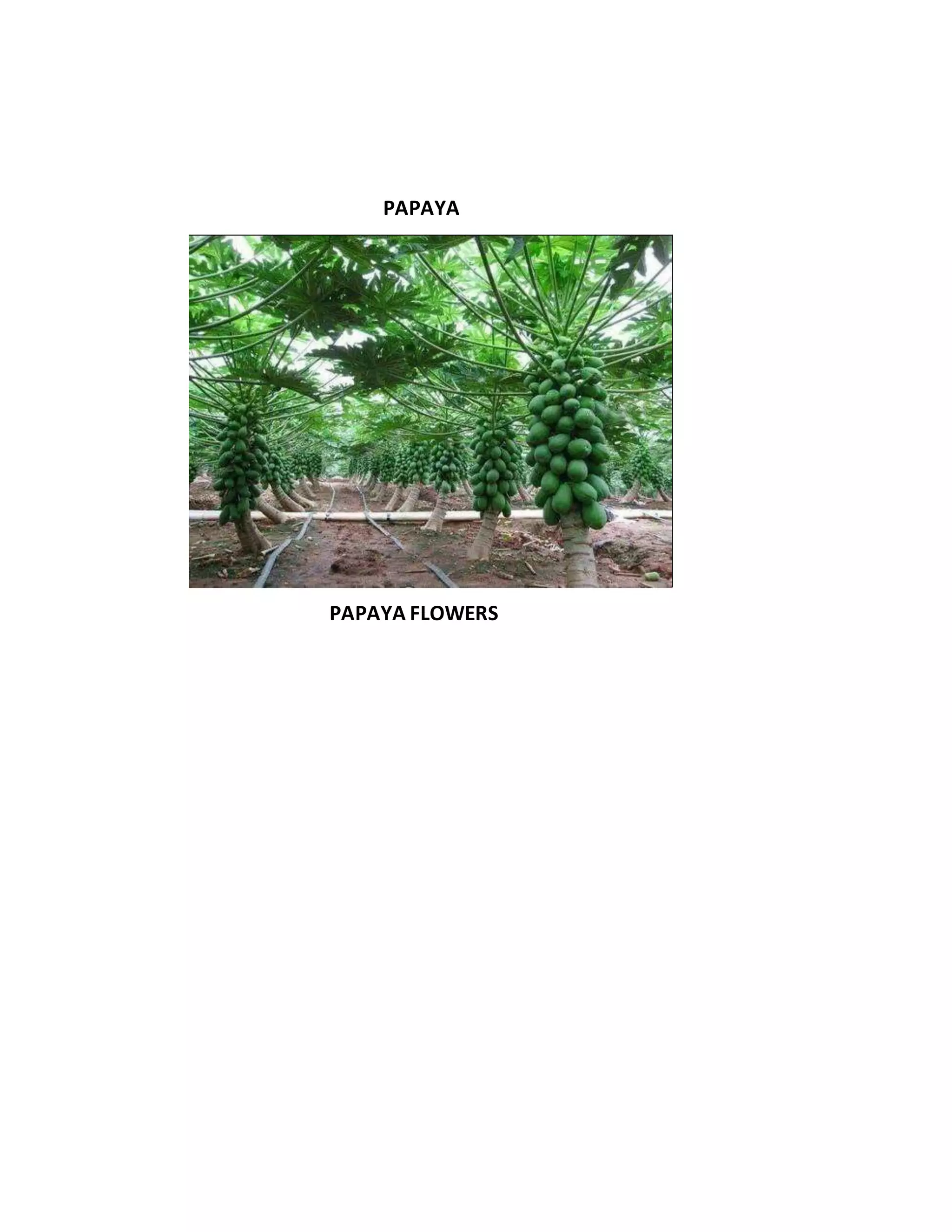 Description and identification of fruit crops | DOCX | Gardening | Home ...