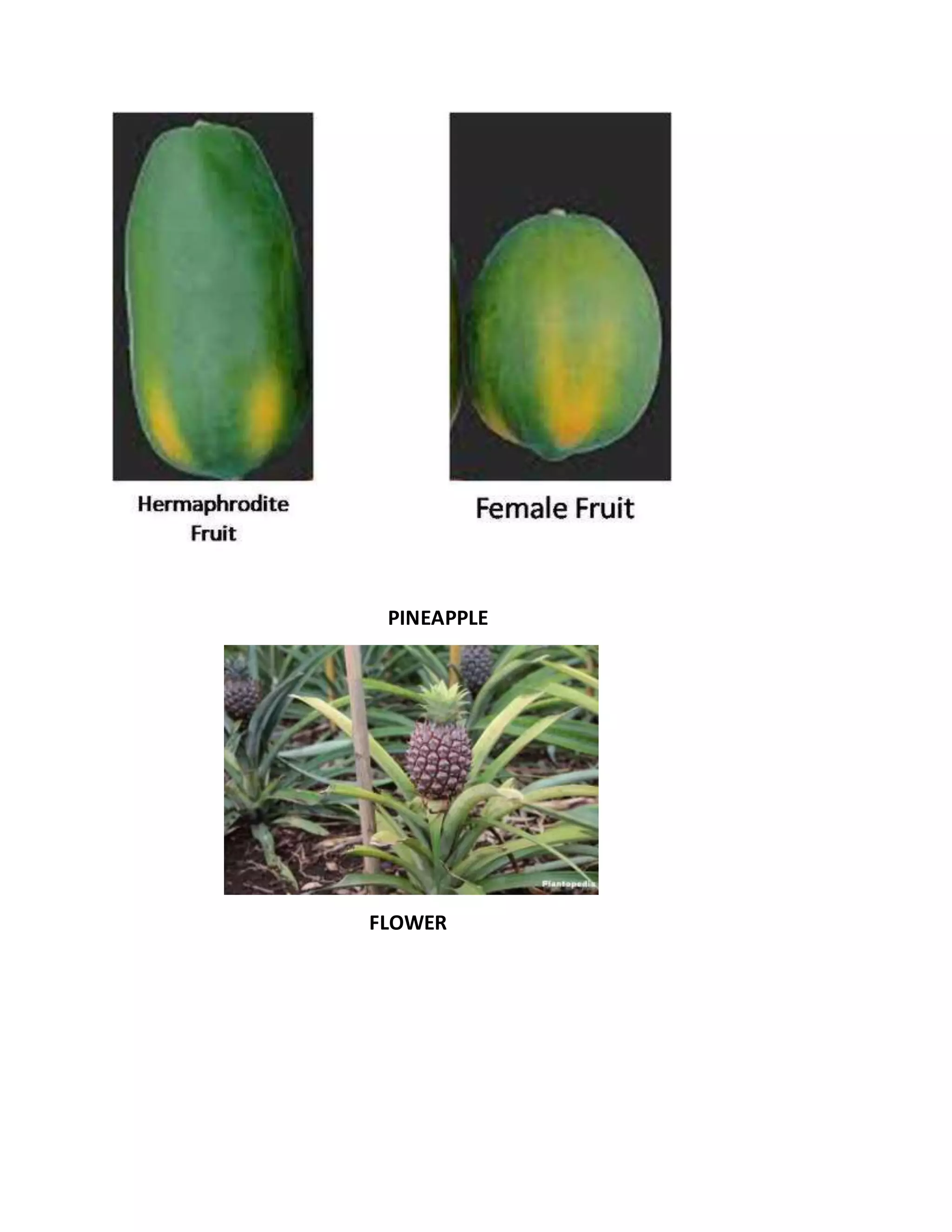 Description and identification of fruit crops | PDF