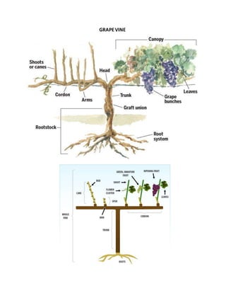 Description and identification of fruit crops | DOCX