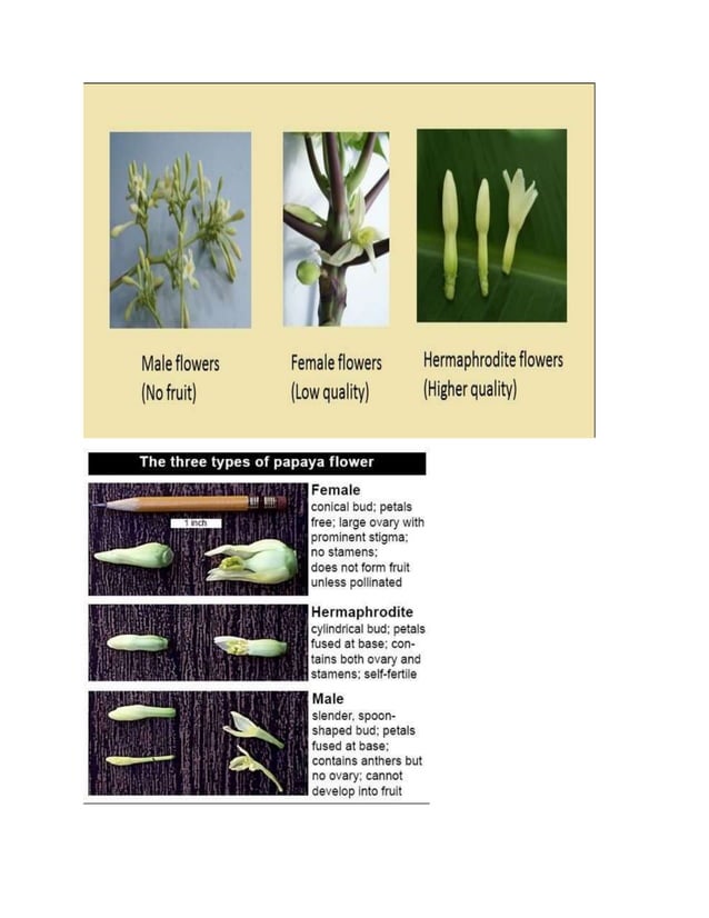 Description and identification of fruit crops | DOCX | Gardening | Home ...