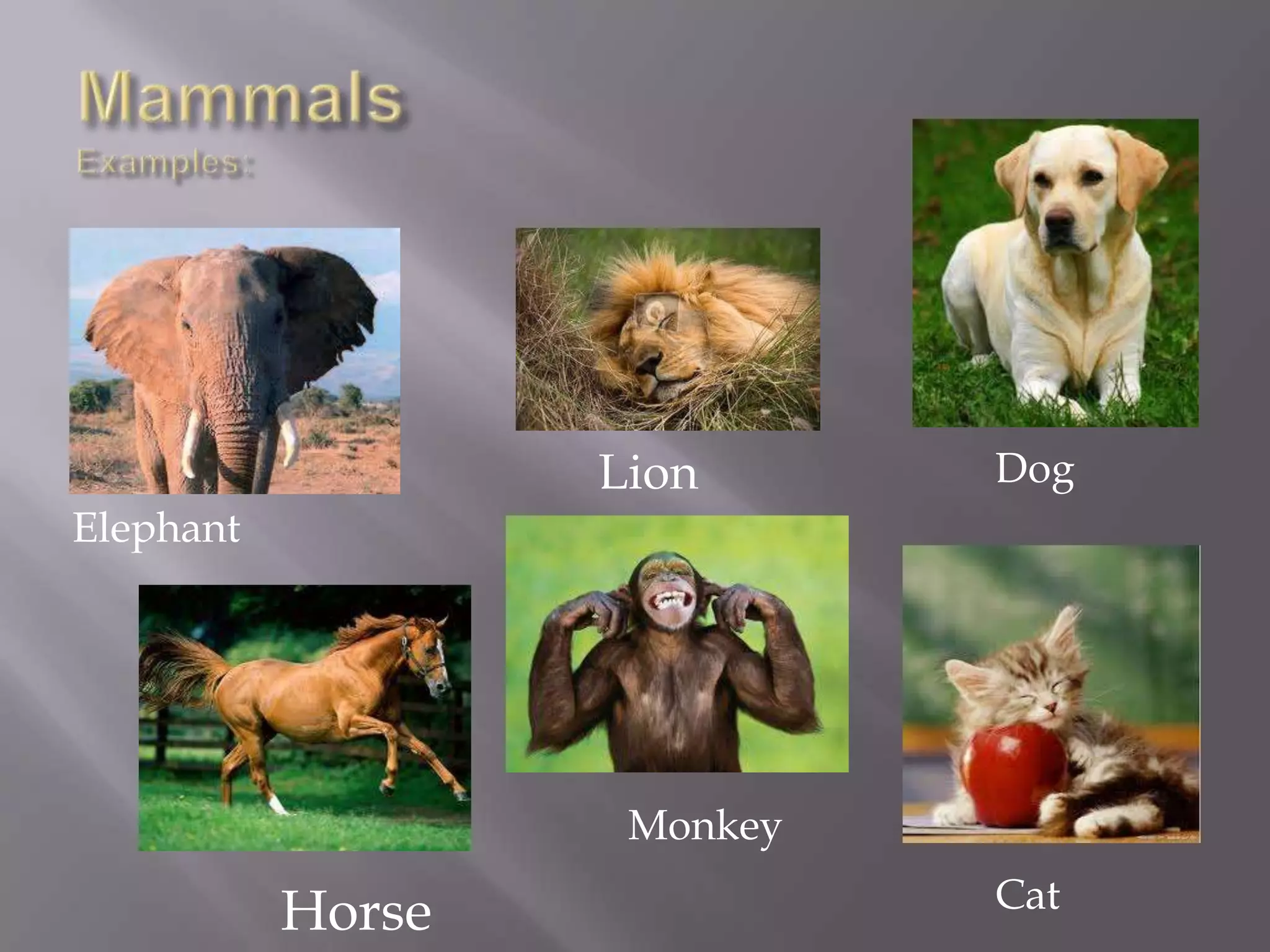 Description of Animals | PPTX