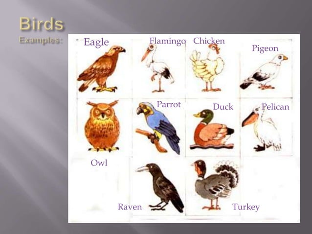 Description of Animals | PPT