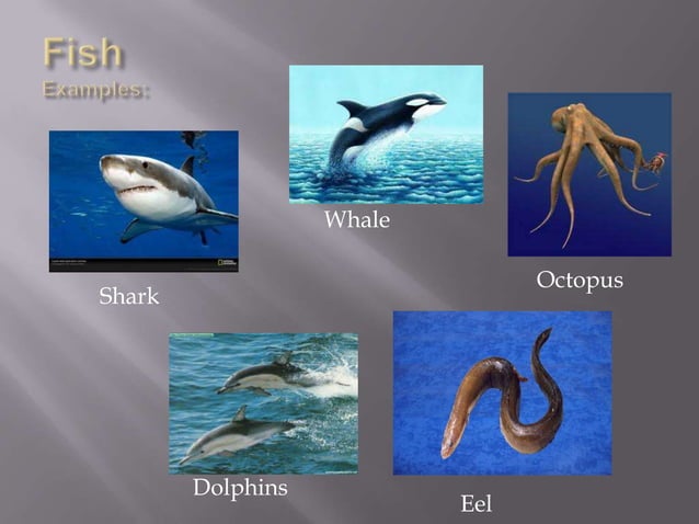 Description of Animals | PPTX