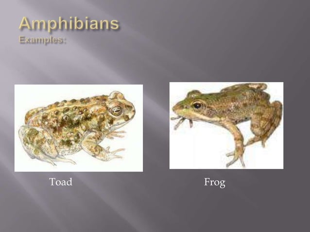 Description of Animals | PPTX