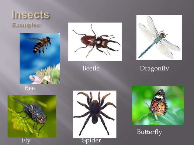 Description of Animals | PPTX