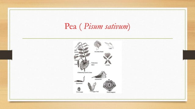 Description of family fabaceae | PPTX