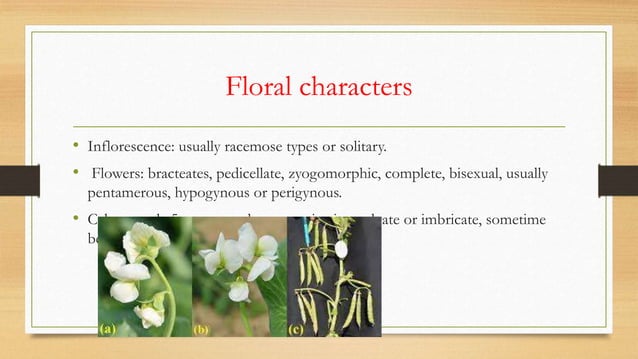 Description of family fabaceae | PPTX