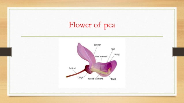 Description of family fabaceae | PPTX