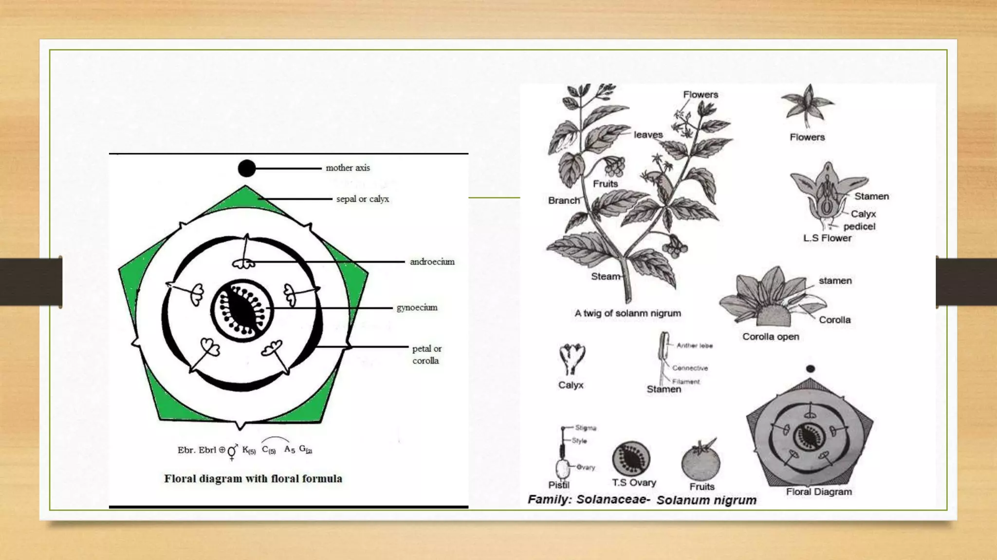 Description of family solanaceae in semi technical term/class11 bilogy ...