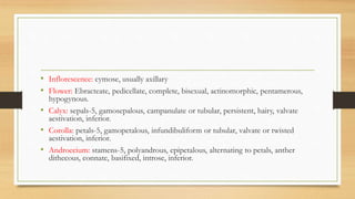 Description of family solanaceae in semi technical term/class11 bilogy ...
