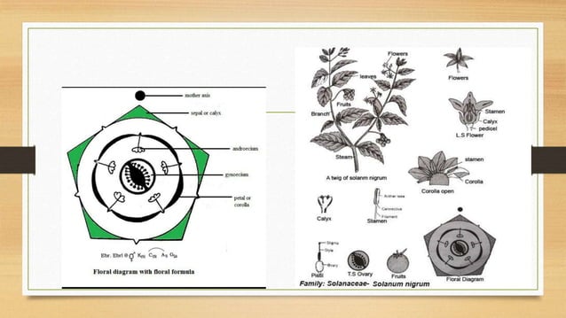 Description of family solanaceae in semi technical term/class11 bilogy | PPTX