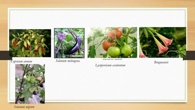 Description of family solanaceae in semi technical term/class11 bilogy | PPTX