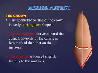 Descriptive anatomy of max and man canine | PPSX