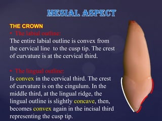 Descriptive anatomy of max and man canine | PPSX