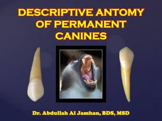 Descriptive anatomy of max and man canine | PPSX