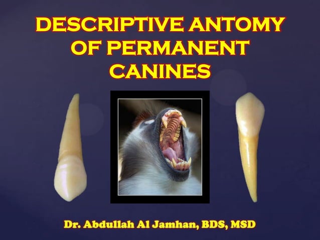 Descriptive anatomy of max and man canine | PPSX | Dental Health ...