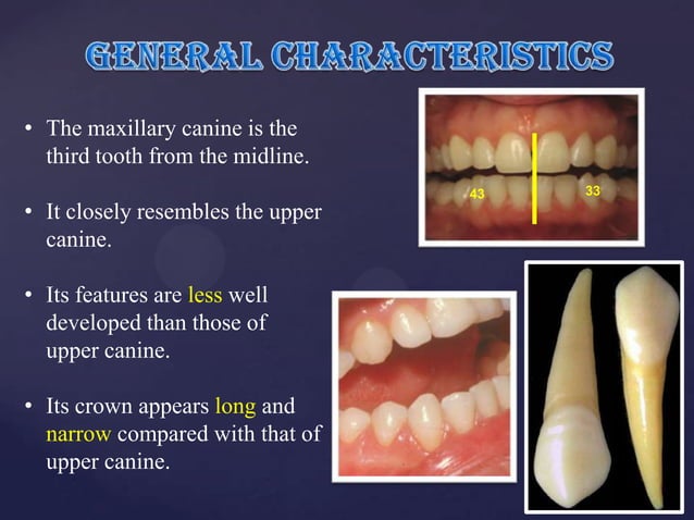 Descriptive anatomy of max and man canine | PPSX | Dental Health ...