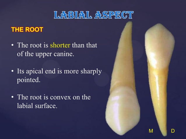 Descriptive anatomy of max and man canine | PPSX | Dental Health ...