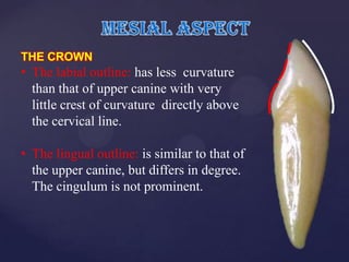 Descriptive anatomy of max and man canine | PPSX