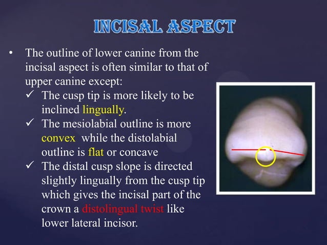 Descriptive anatomy of max and man canine | PPSX | Dental Health ...