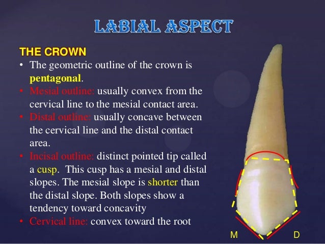 Labial Groove