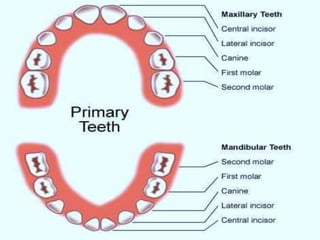 The mandible at different ages and importance of proximal spaces | PPTX